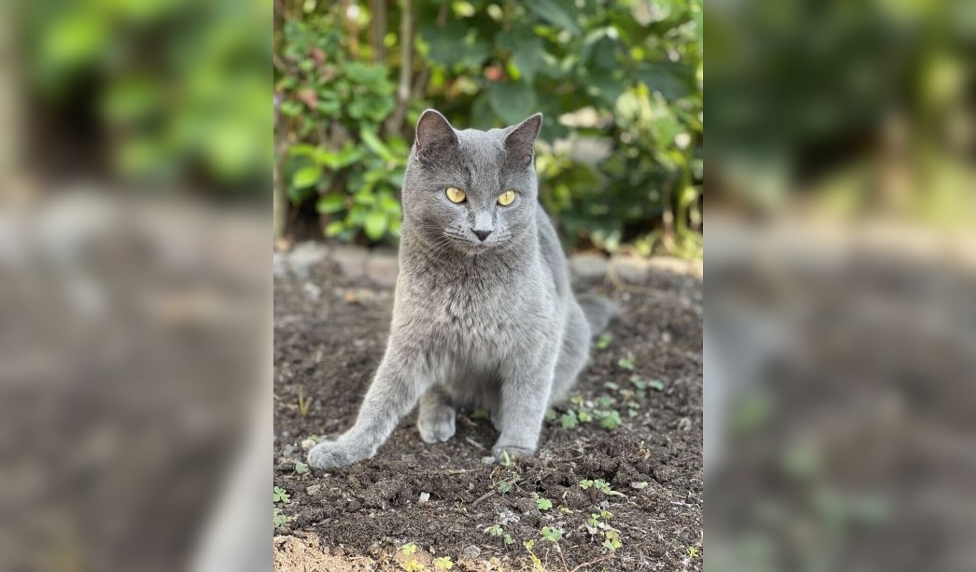 Vermist en gemist: kater Bandiet | Al het nieuws uit Westland Vermist en gemist: kater Bandiet | Al het nieuws uit Westland