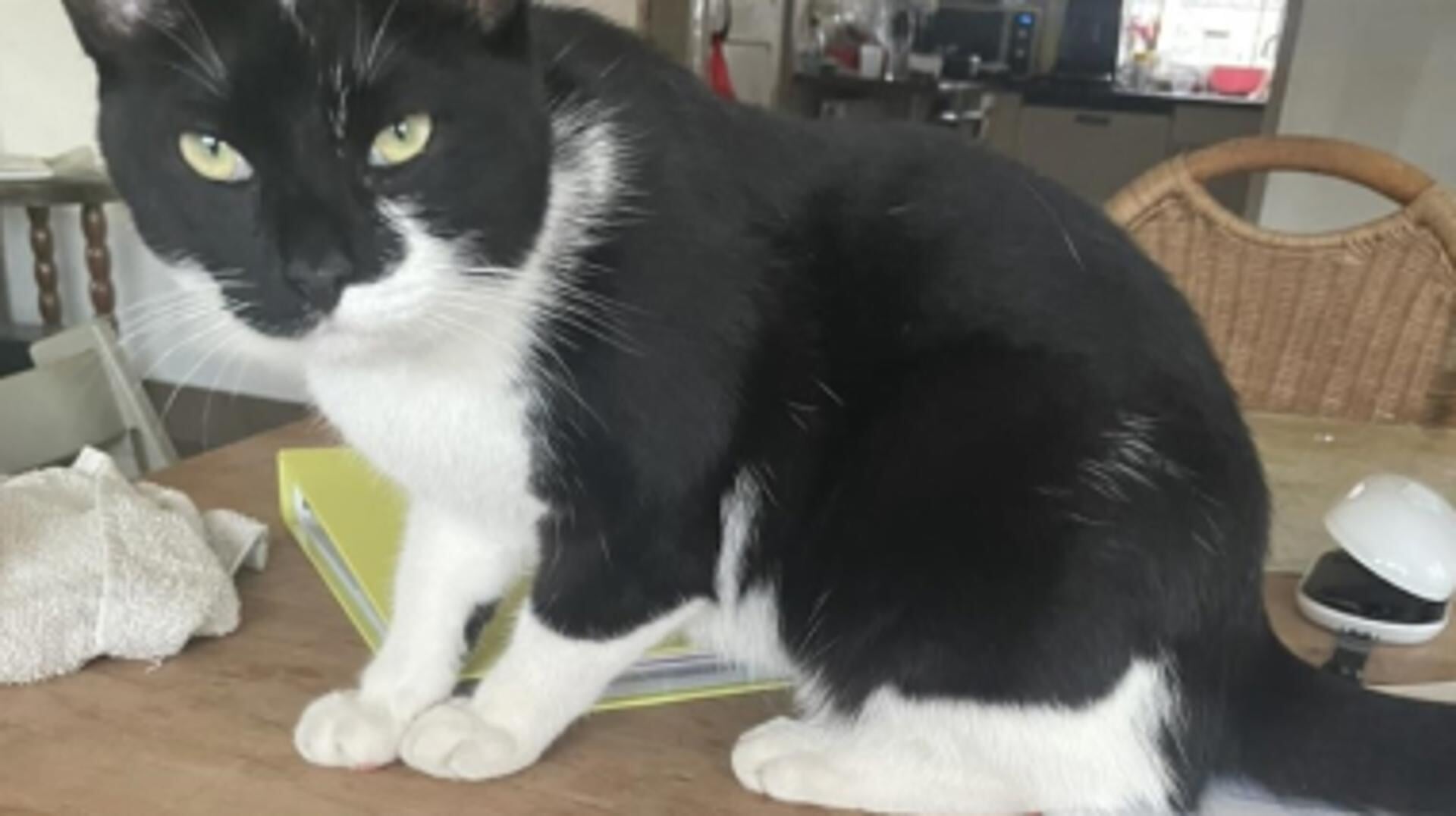 Vermist en gemist: kater Storm | Al het nieuws uit Westland Vermist en gemist: kater Storm | Al het nieuws uit Westland