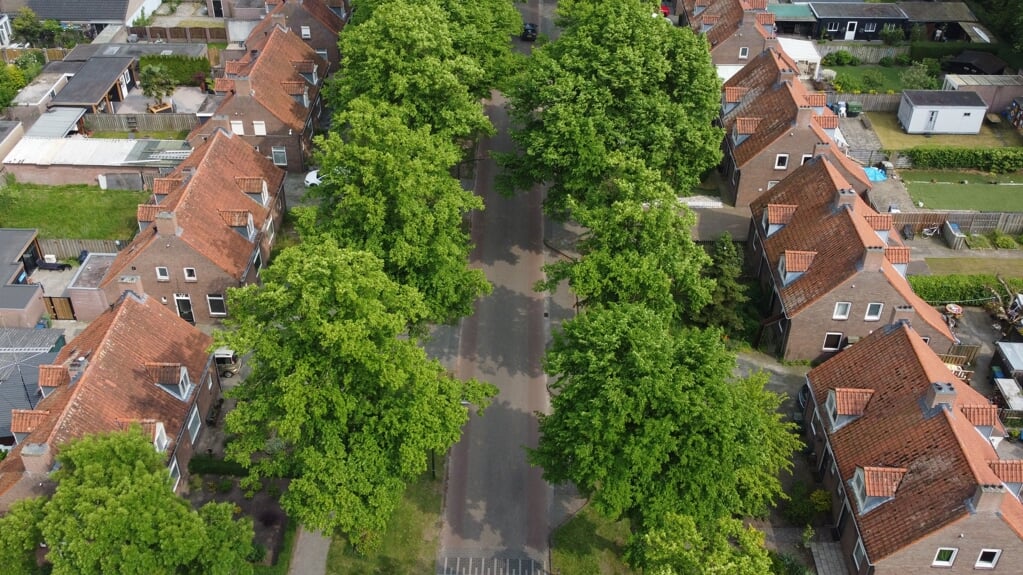Gedeeltelijke vervanging bomen Deken Baekersstraat - Al het nieuws uit ... Gedeeltelijke vervanging bomen Deken Baekersstraat - Al het nieuws uit ...