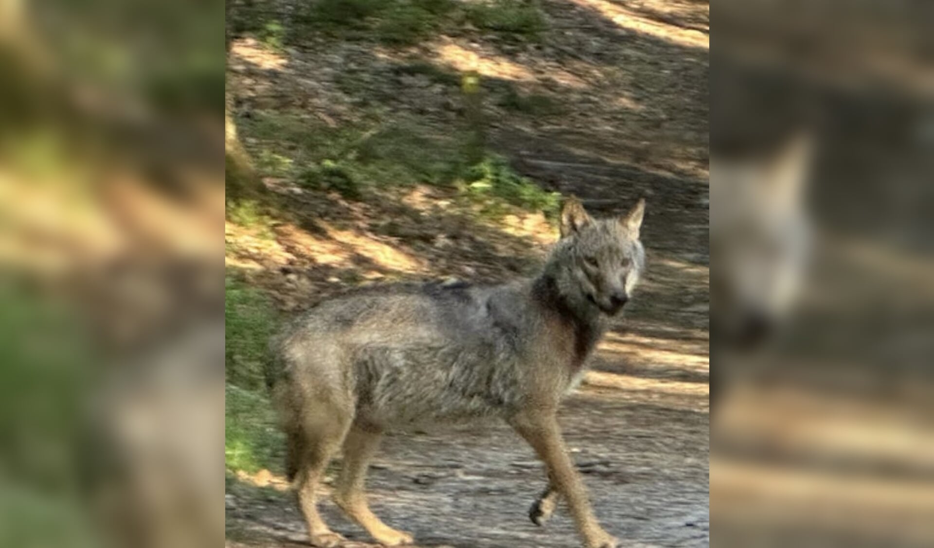 Wandelen Of Fietsen In Een Gebied Waar Een Wolf Kan Rondlopen Wat