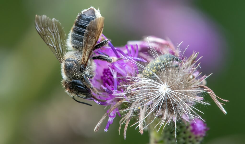 Natuurlezing Van Theo Zeegers Over Bloembestuivers Van Blinde Bij Tot