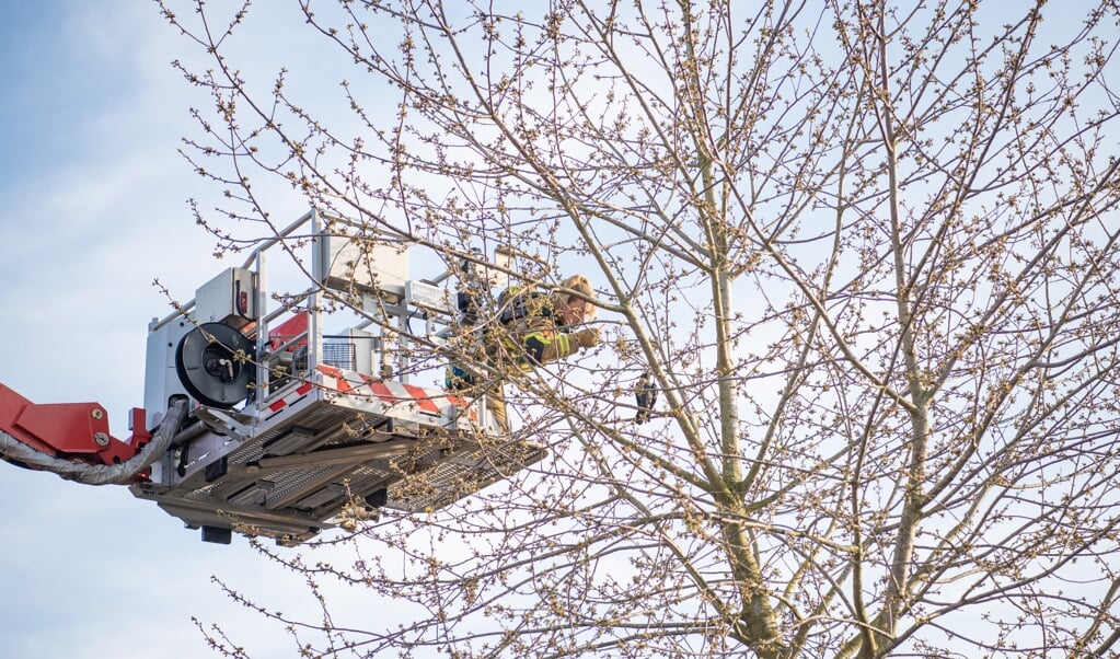 Brandweer rukt uit voor gewonde kauw in boom Oud-Vossemeer - Al het ... Brandweer rukt uit voor gewonde kauw in boom Oud-Vossemeer - Al het ...