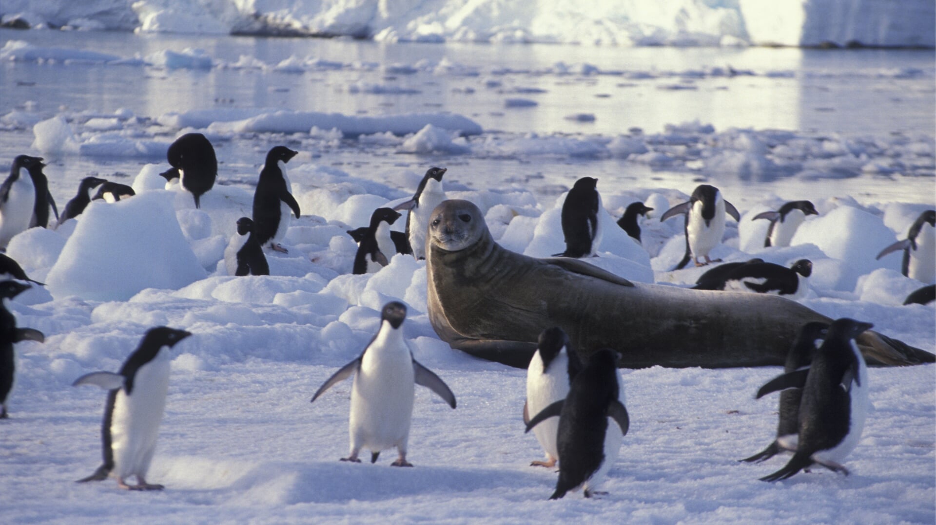 Vogelgriep is bijna op Antarctica. Broedkolonies van honderd miljoen ... Vogelgriep is bijna op Antarctica. Broedkolonies van honderd miljoen ...